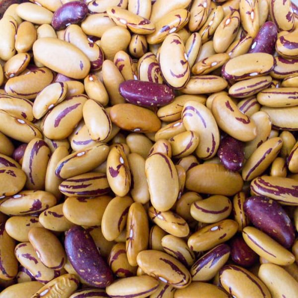 Heirloom Beans – Purple Mountain Grown